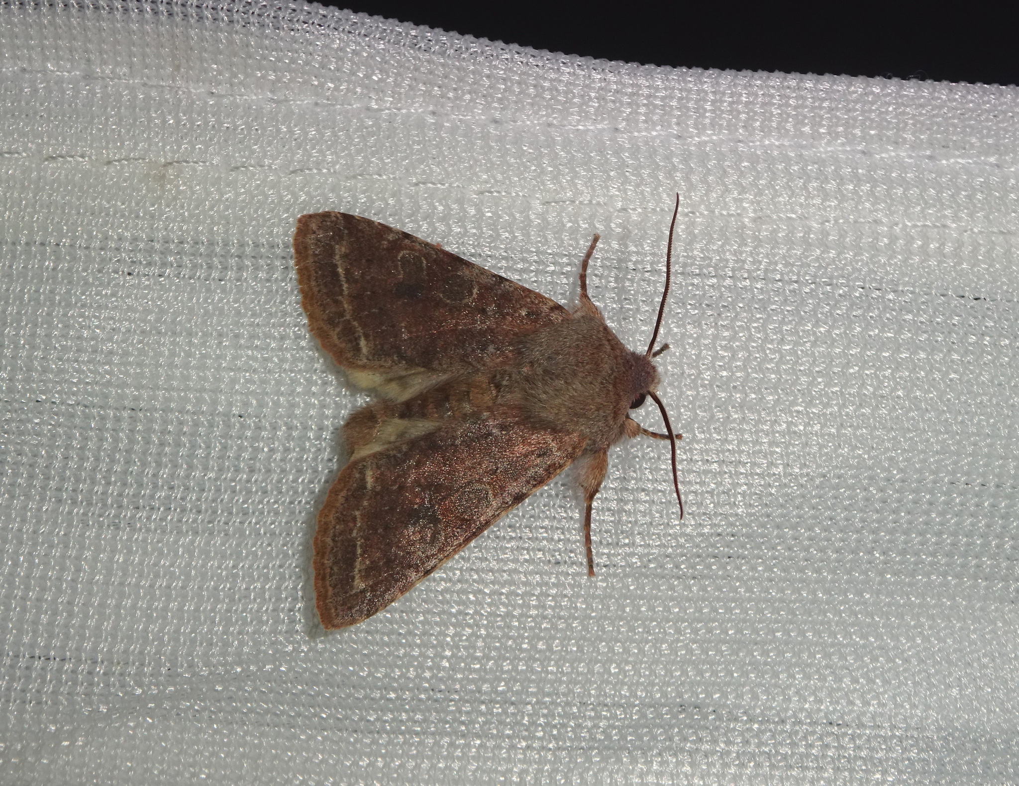 Orthosia incerta Hufnagel, 1766