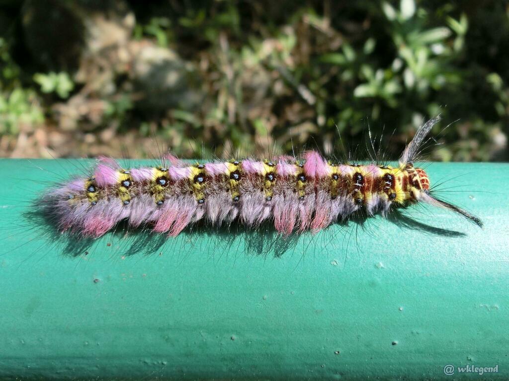 Trabala pallida from Sai Kung, HK on February 22, 2023 by wklegend ...