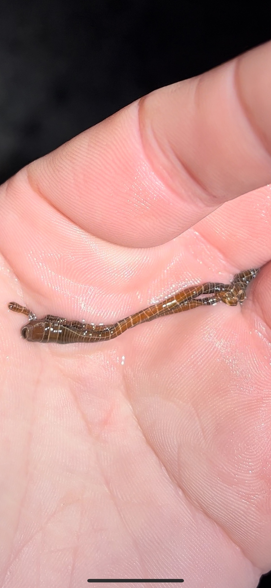 Tubulanus Renier, 1804