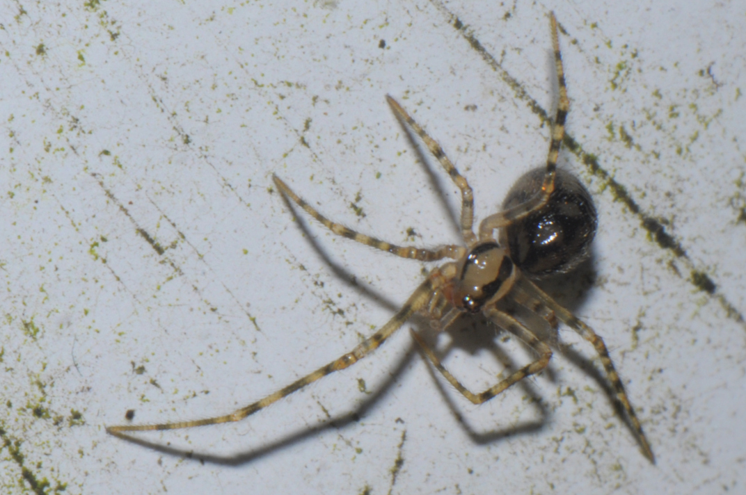 Nesticidae