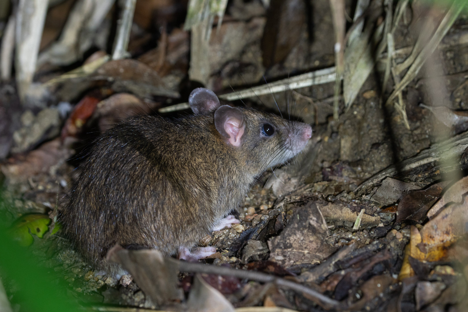 Rattus leucopus (Gray, 1867)