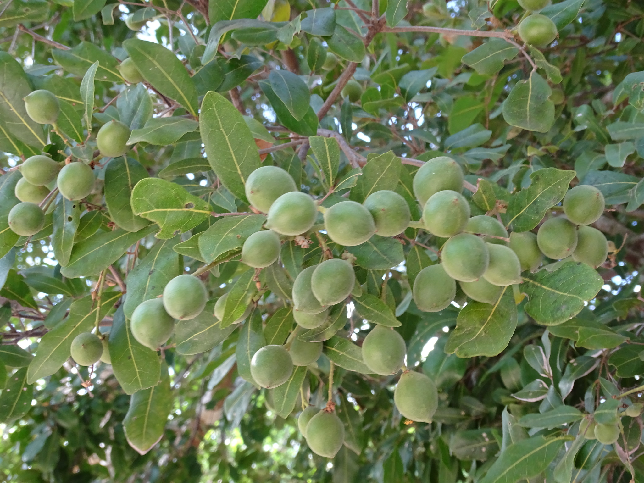 Melicoccus oliviformis Kunth