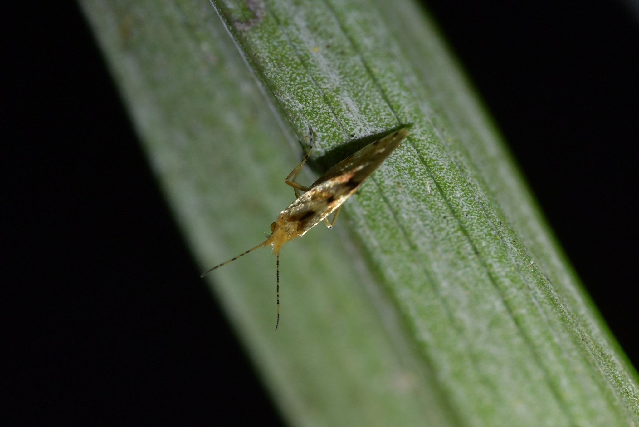 Micropterigidae