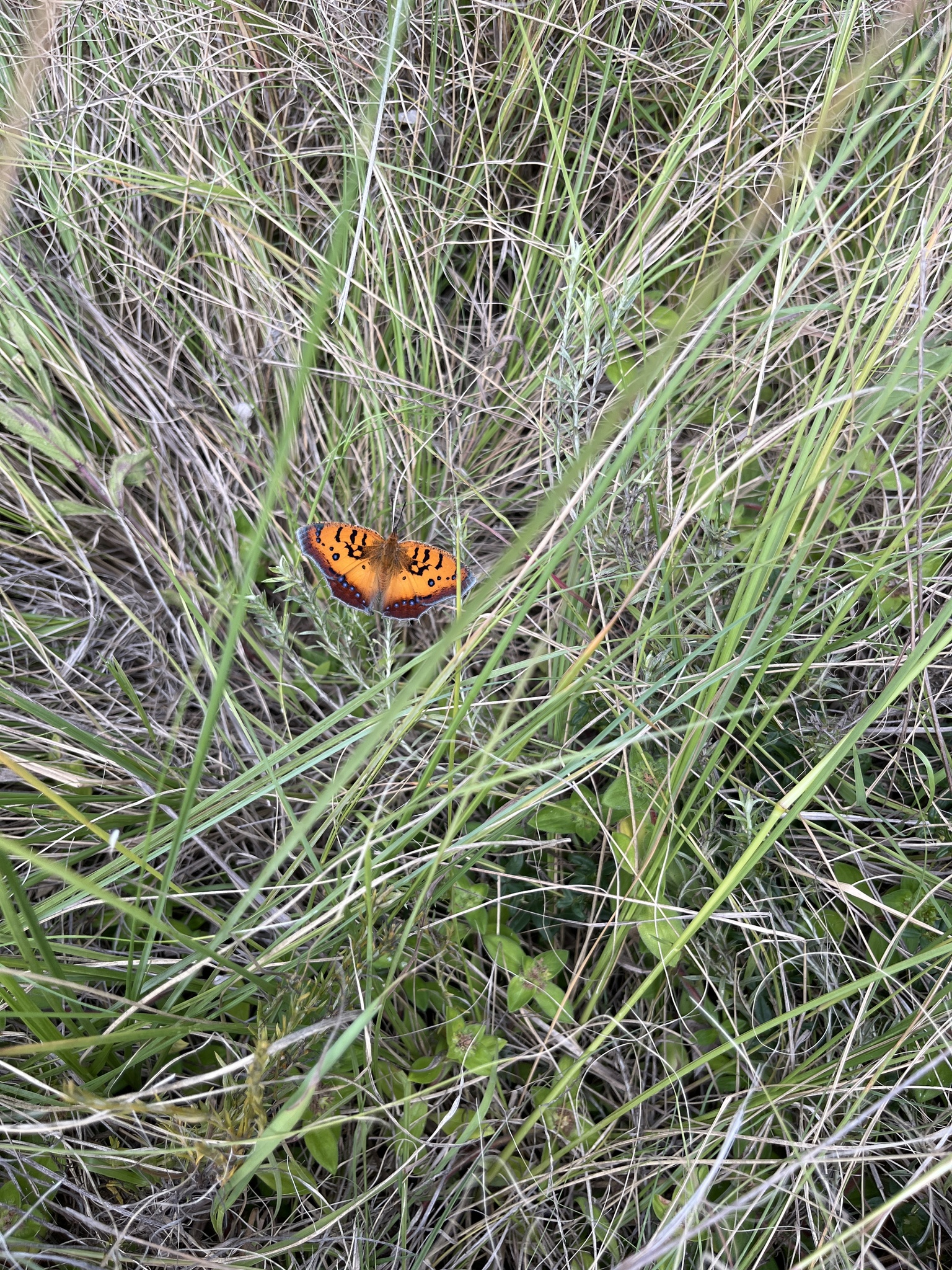 Catacroptera Karsch, 1894