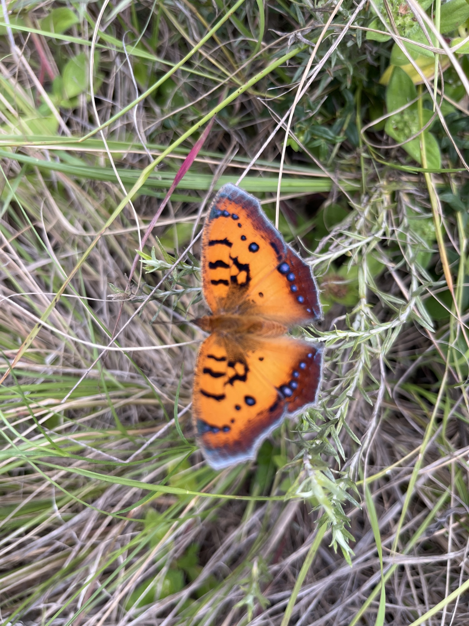 Catacroptera Karsch, 1894