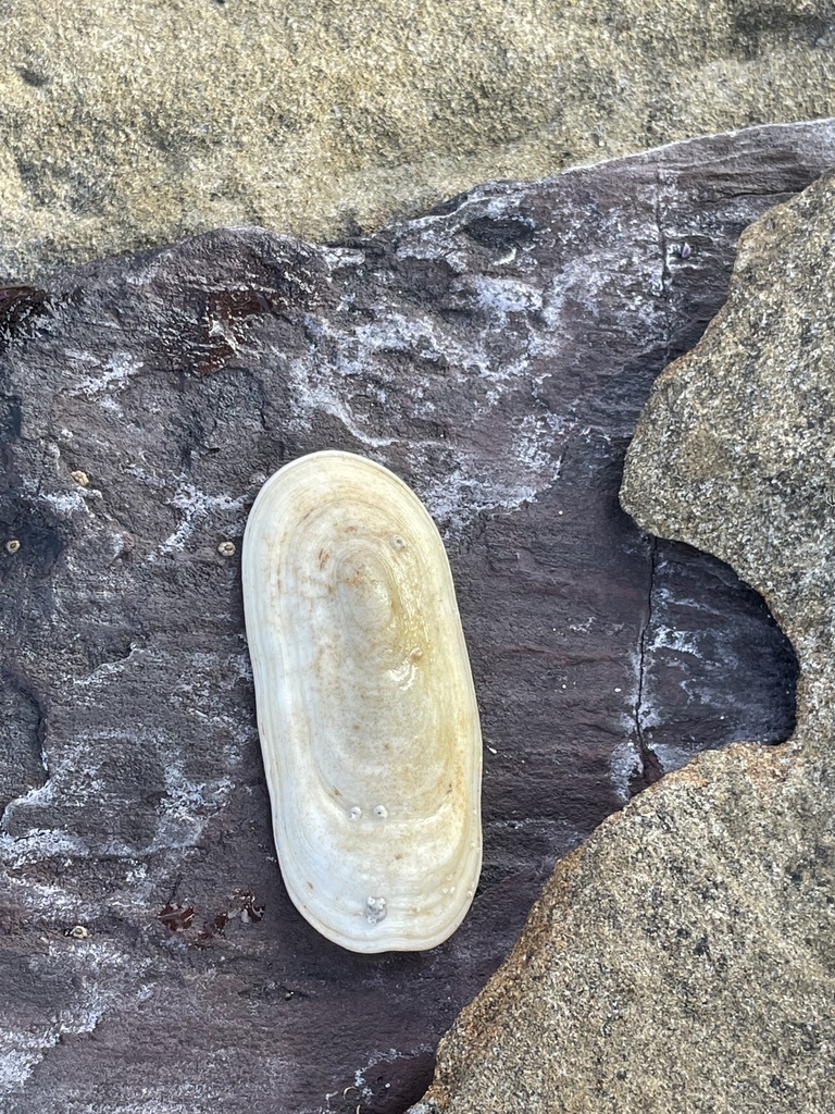 Elephant Snail from Shortland Esplanade, Newcastle East, NSW, AU on ...