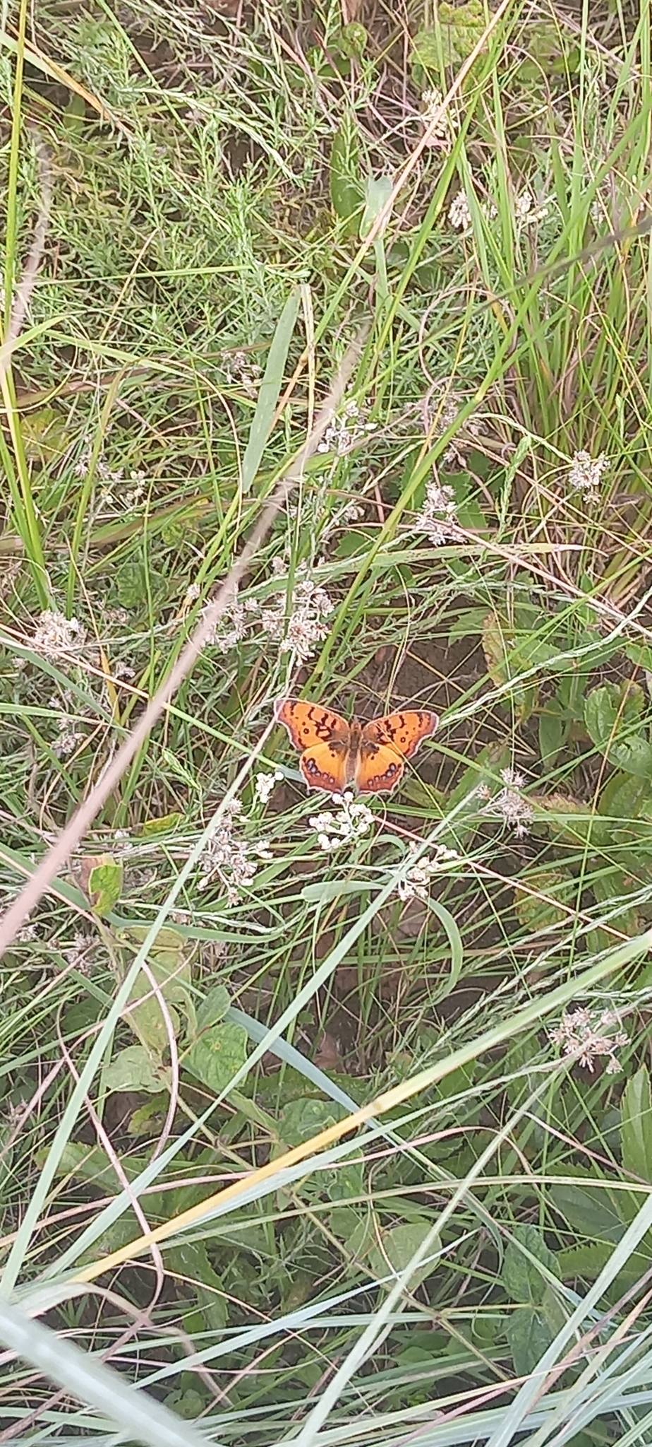 Catacroptera Karsch, 1894