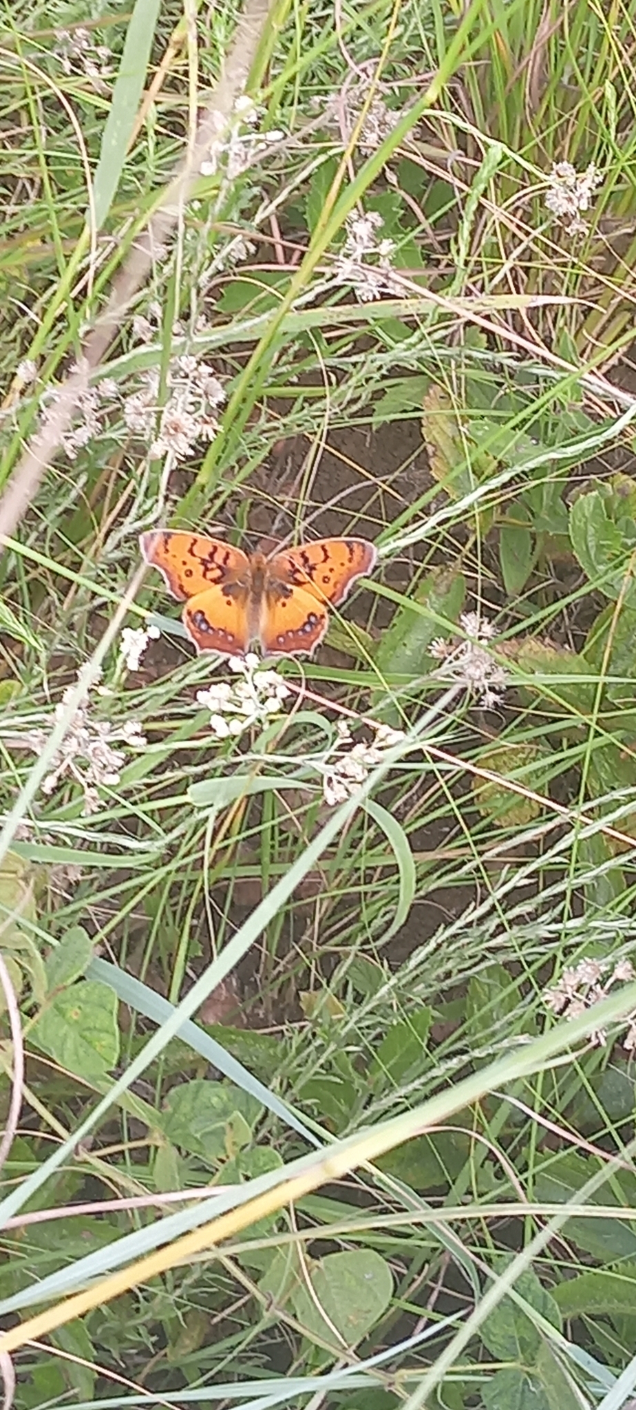 Catacroptera Karsch, 1894