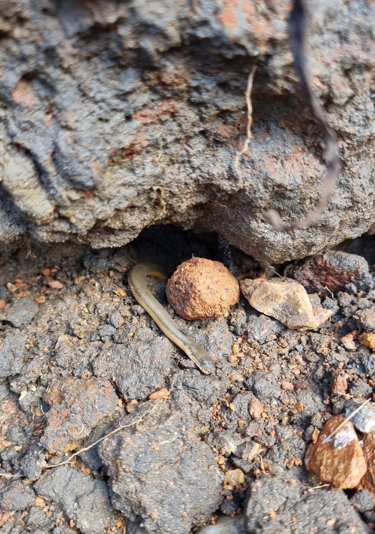 Lycodonomorphus laevissimus (Günther, 1862)