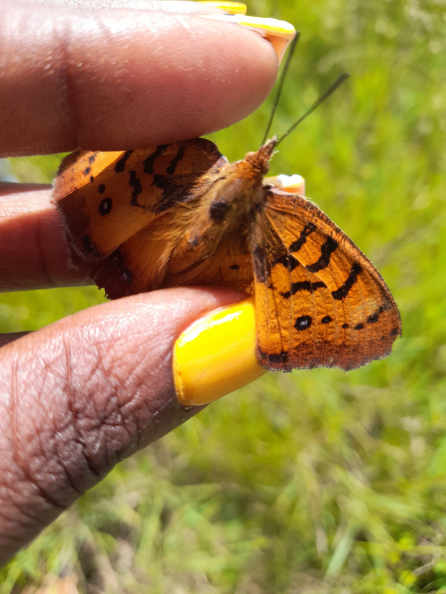 Catacroptera Karsch, 1894
