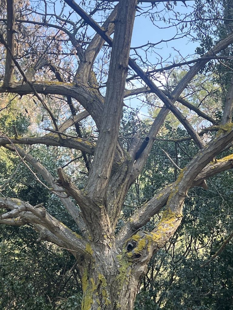European mistletoe from The American College of Greece, Agia Paraskevi ...