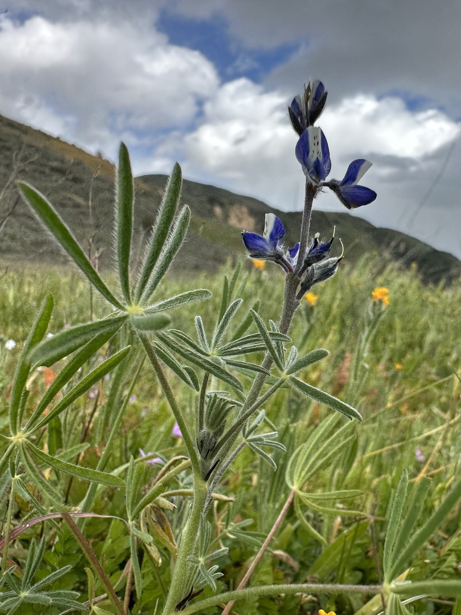 Lupinus bicolor Lindl.
