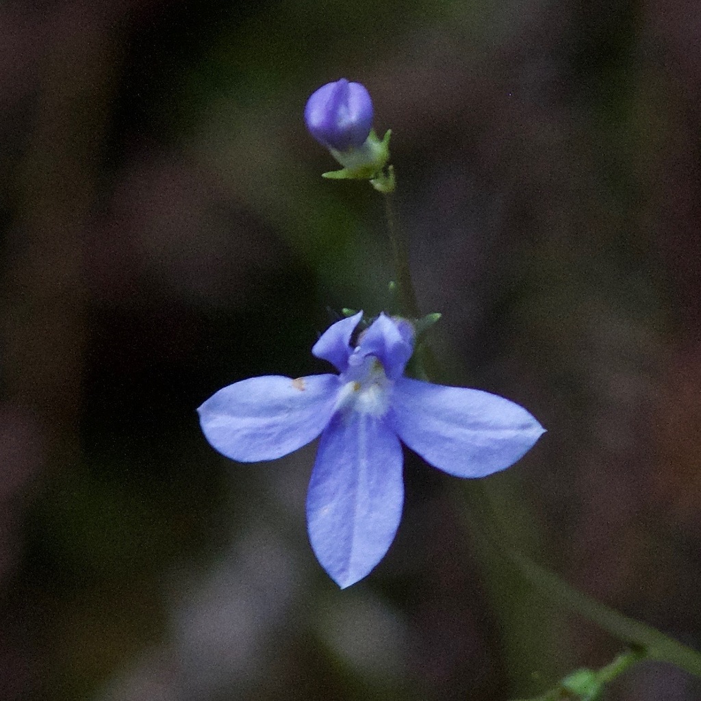 forest lobelia from Peates Mountain Rd, Whian Whian NSW 2480, Australia ...