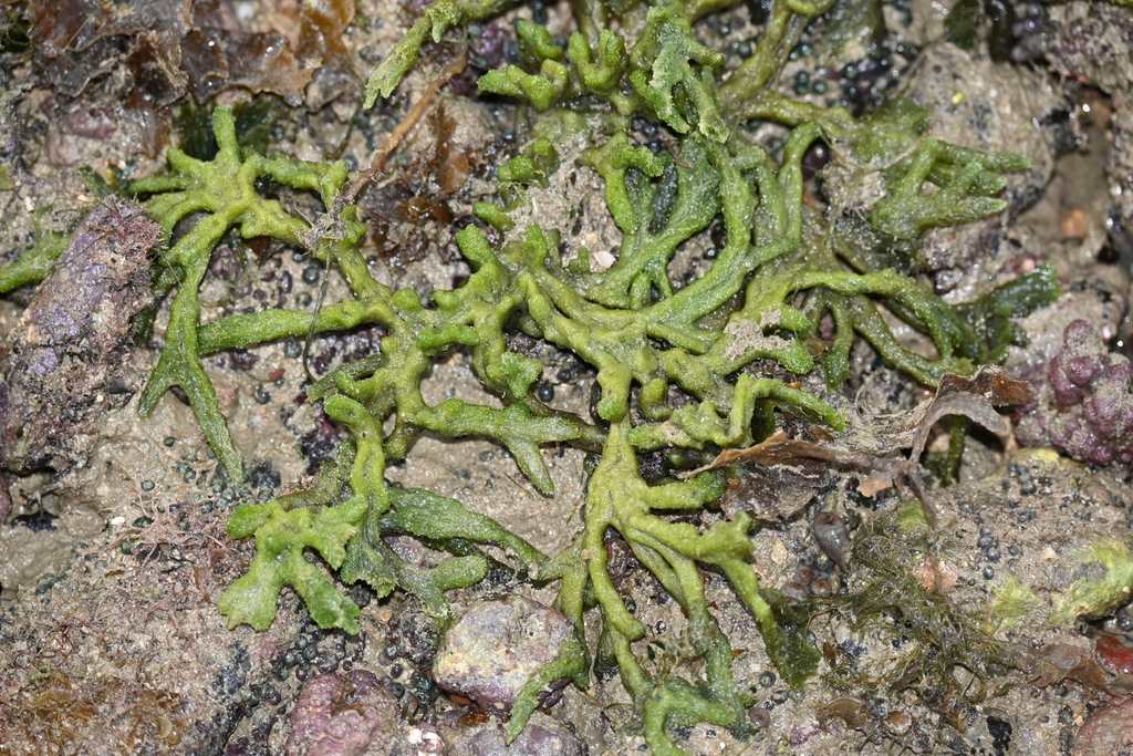 (Cladophoropsis vaucheriiformis) - Botanical Realm
