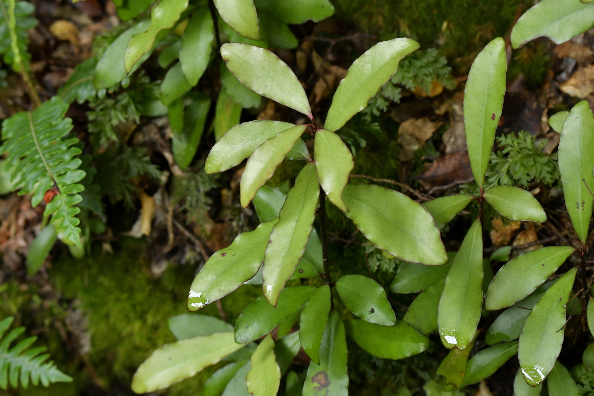 Pseudowintera colorata (Raoul) Dandy