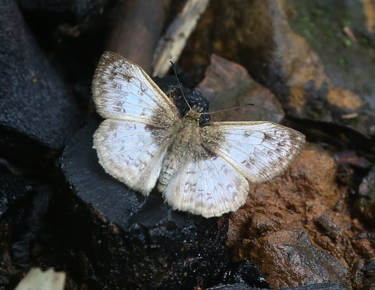 Carrhenes Godman & Salvin, 1895