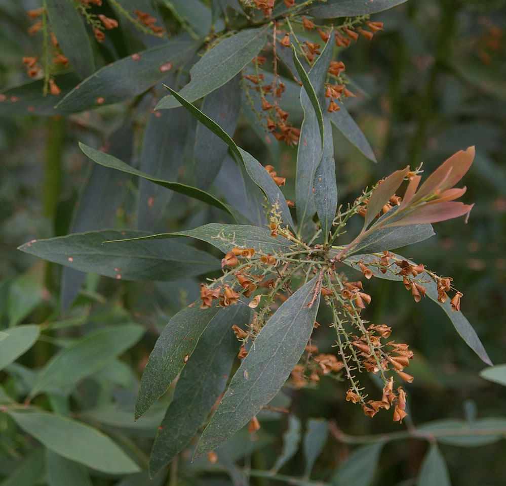 hop bitter-pea from Geehi NSW 2642, Australia on February 10, 2012 at ...