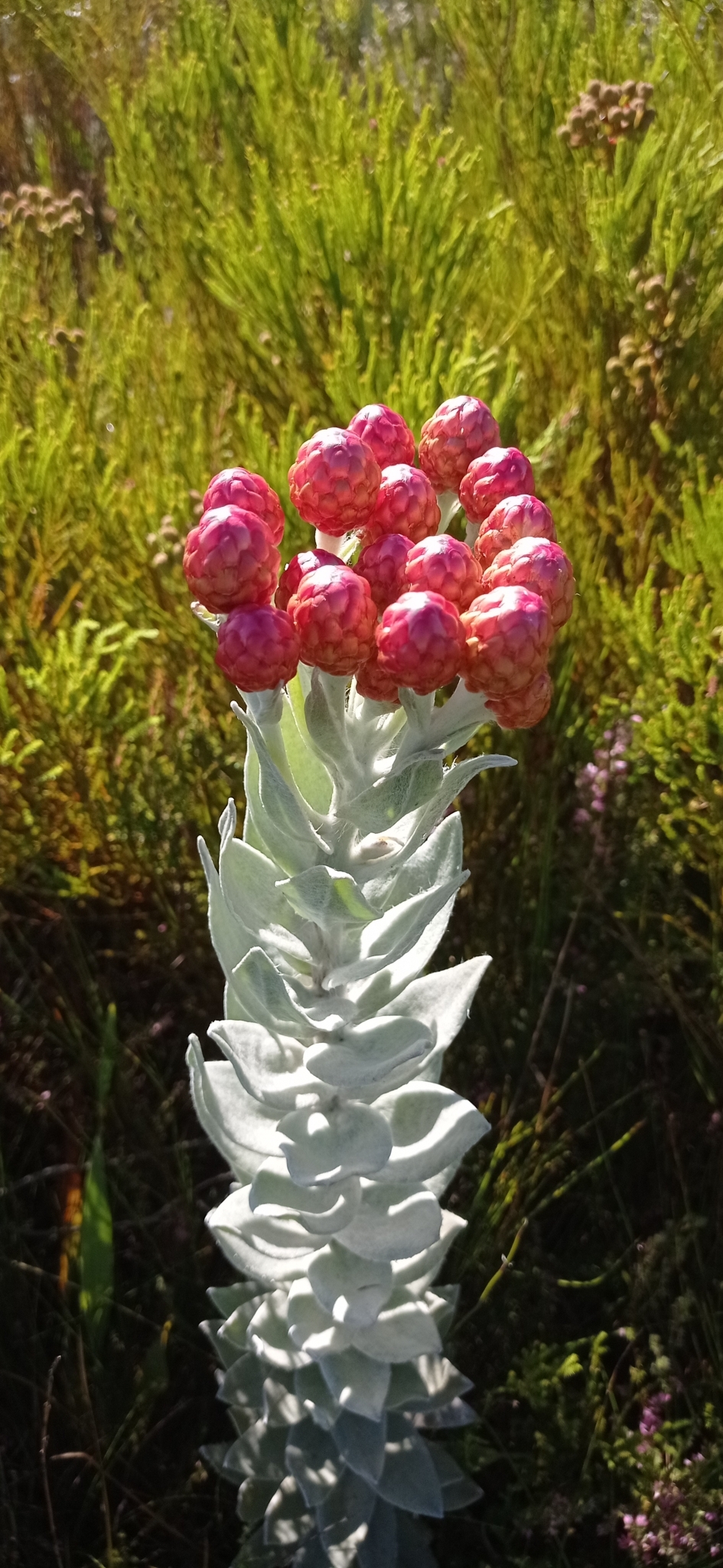 Syncarpha eximia (L.) B.Nord.