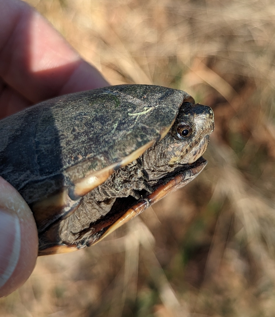 Eastern Mud Turtle from Ravenel, SC, USA on February 22, 2023 at 11:44 ...