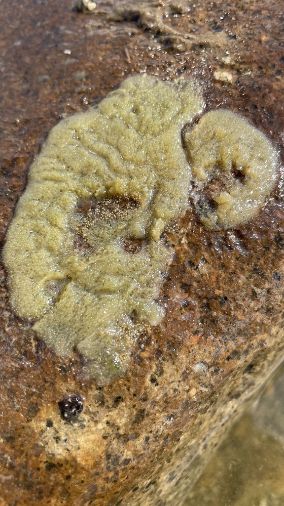 River Sponge in February 2023 by eggseries · iNaturalist