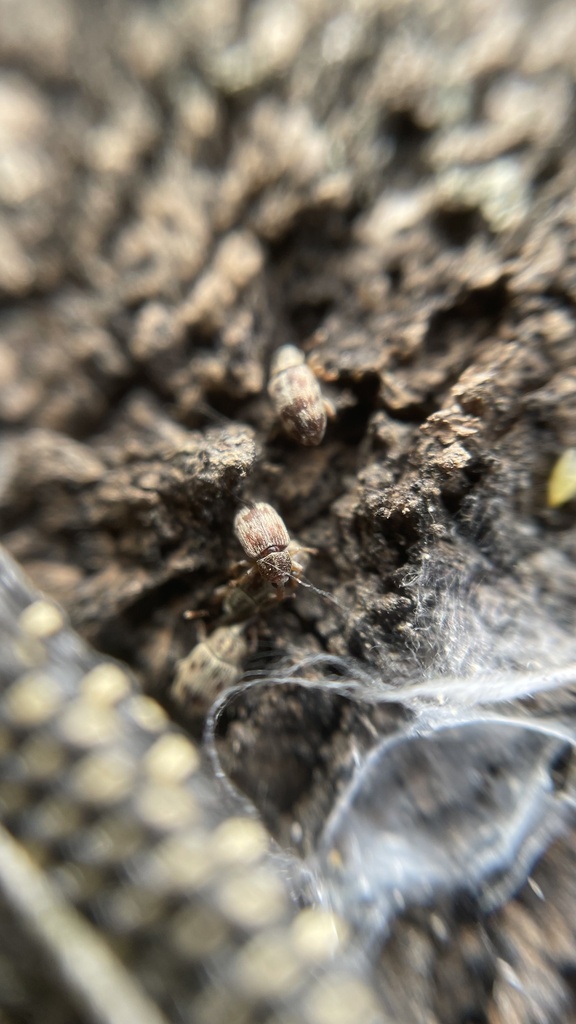 Orsophagus trifasciatus in February 2023 by tofuinsect · iNaturalist