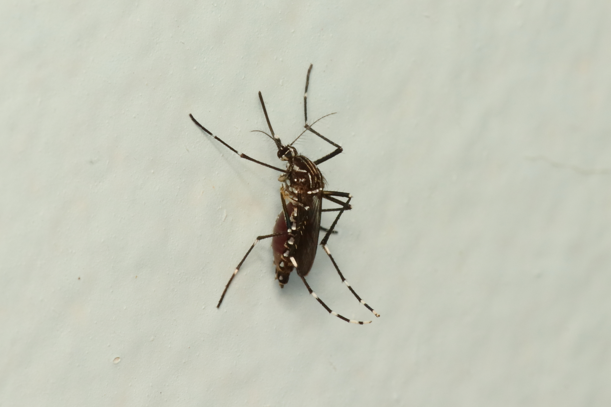 Aedes aegypti (Linnaeus, 1762)