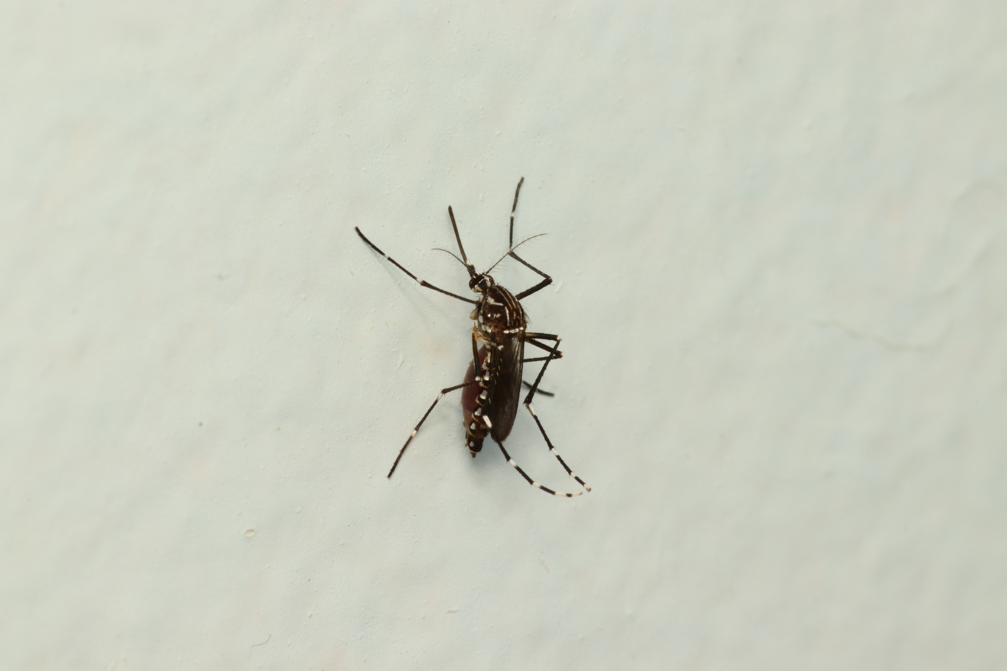 Aedes aegypti (Linnaeus, 1762)