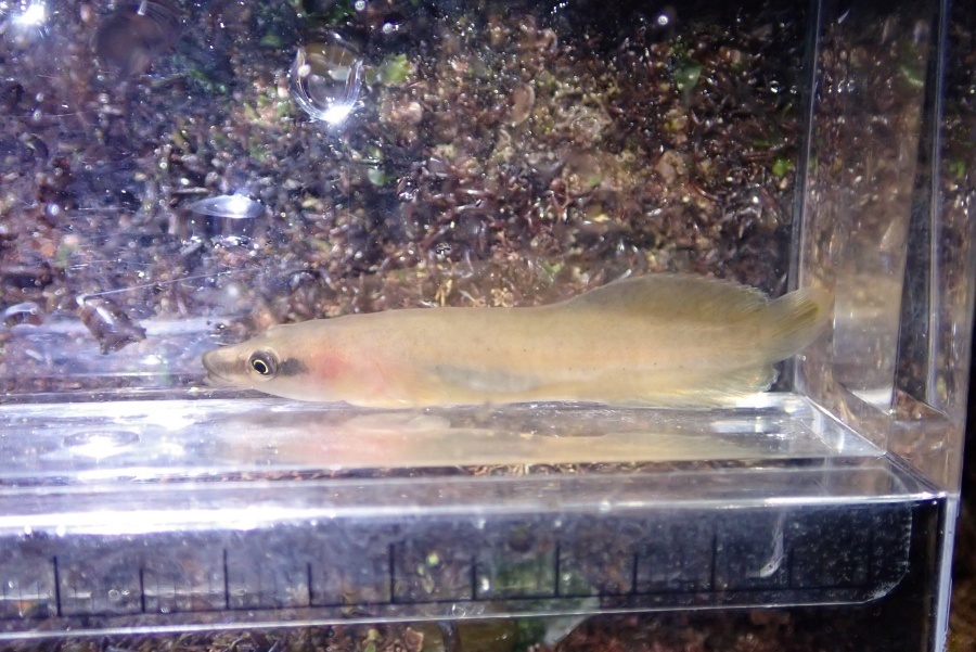 Bridled Clingfish in December 2021 by もふ · iNaturalist