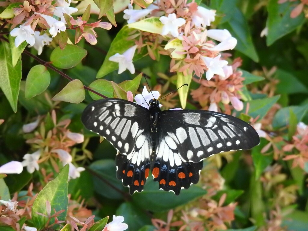 Dainty Swallowtail from Williamstown VIC, Australia on February 22 ...