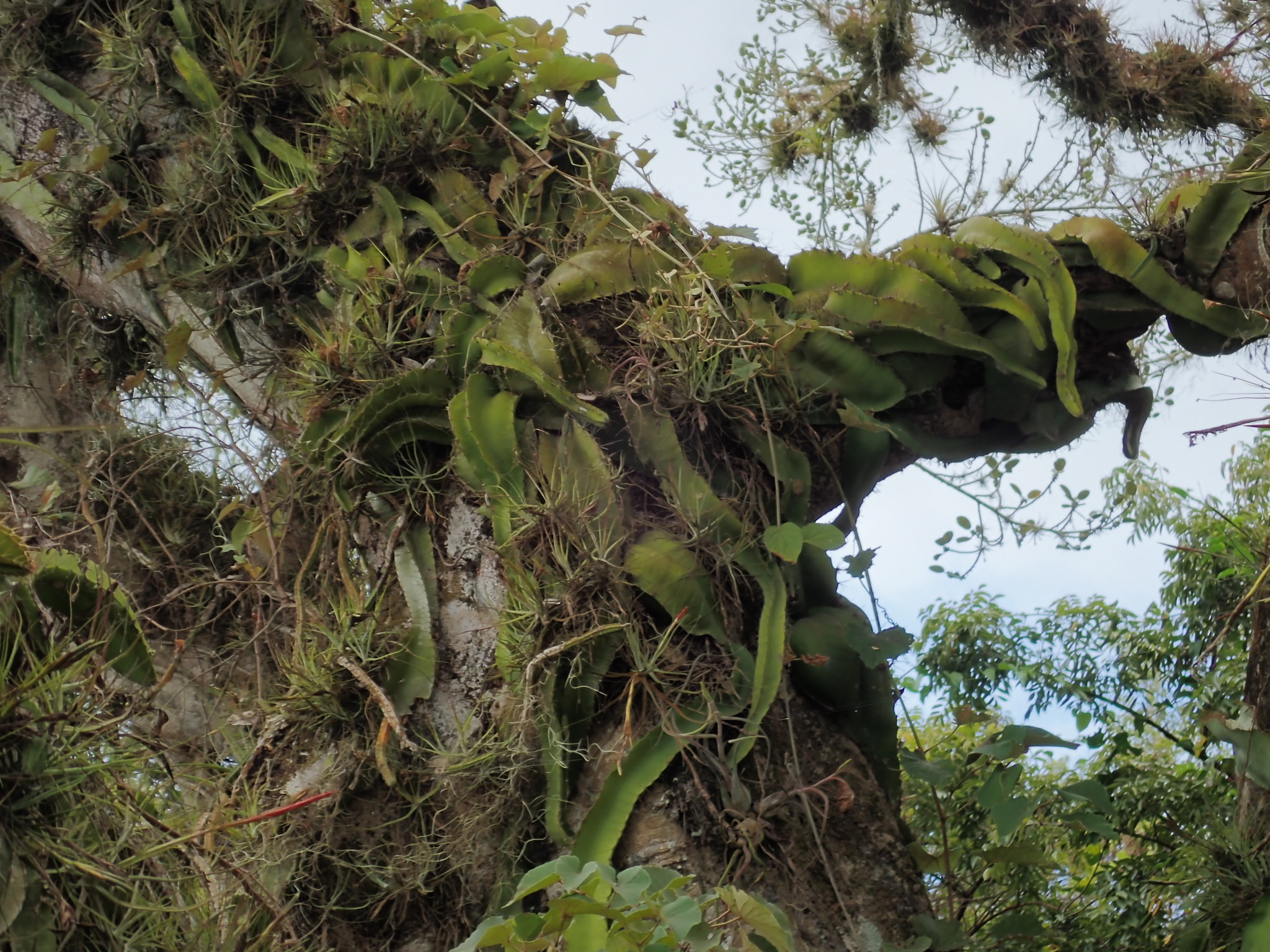 Deamia testudo (Karw.) Britton & Rose