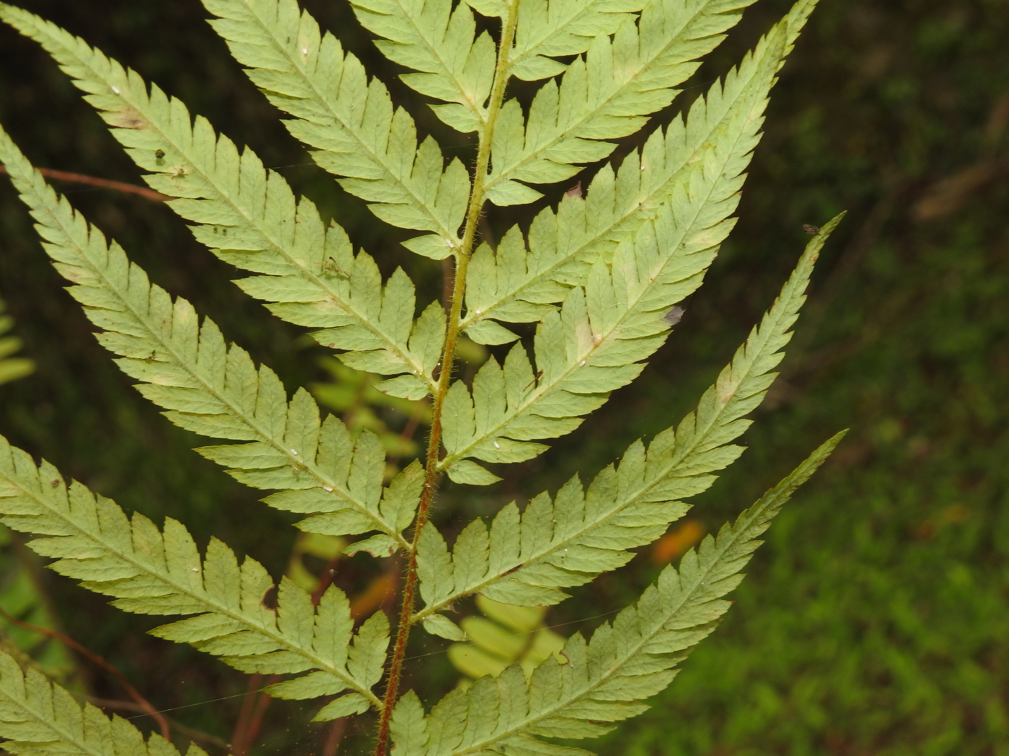 Cibotium barometz (L.) J.Sm.