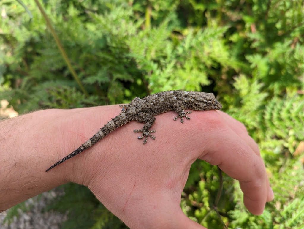 Moorish Gecko from 07570 Artà, Balearic Islands, Spain on February 23 ...