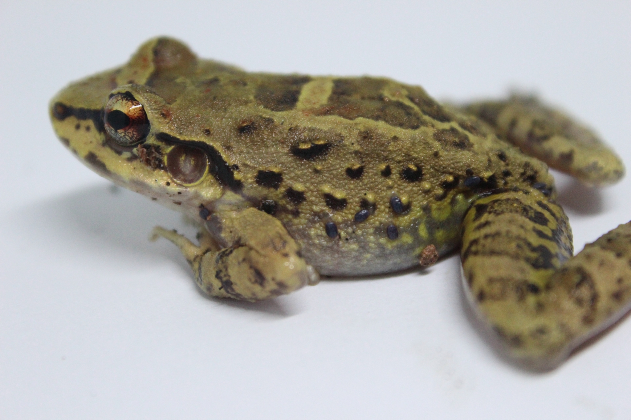Cycloramphidae