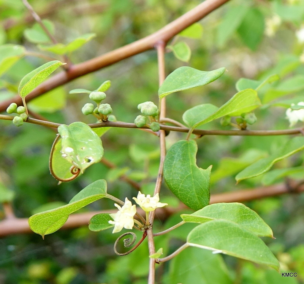 Soap Bush (Helinus integrifolius) - Botanical Realm