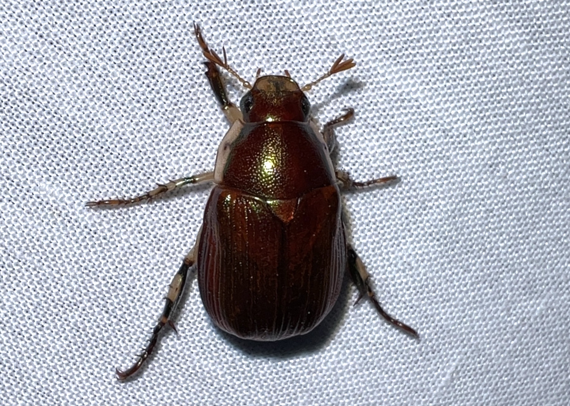 Callistethus marginatus (Fabricius, 1792)