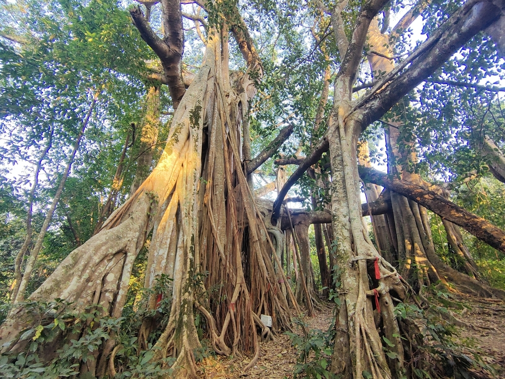 Mountain Fig from 榕树王 on February 23, 2023 at 06:15 PM by zhangshen ...