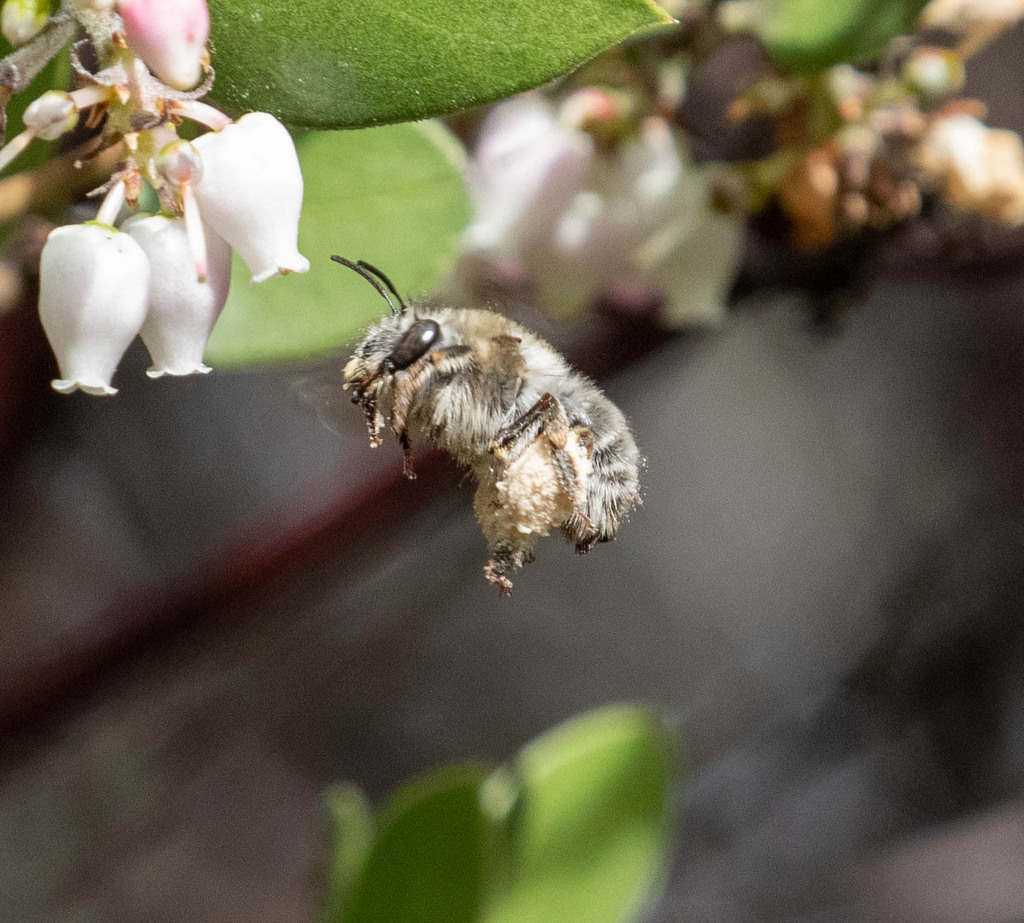 Mountain-digger Bees from Mount Diablo State Park, Contra Costa County ...