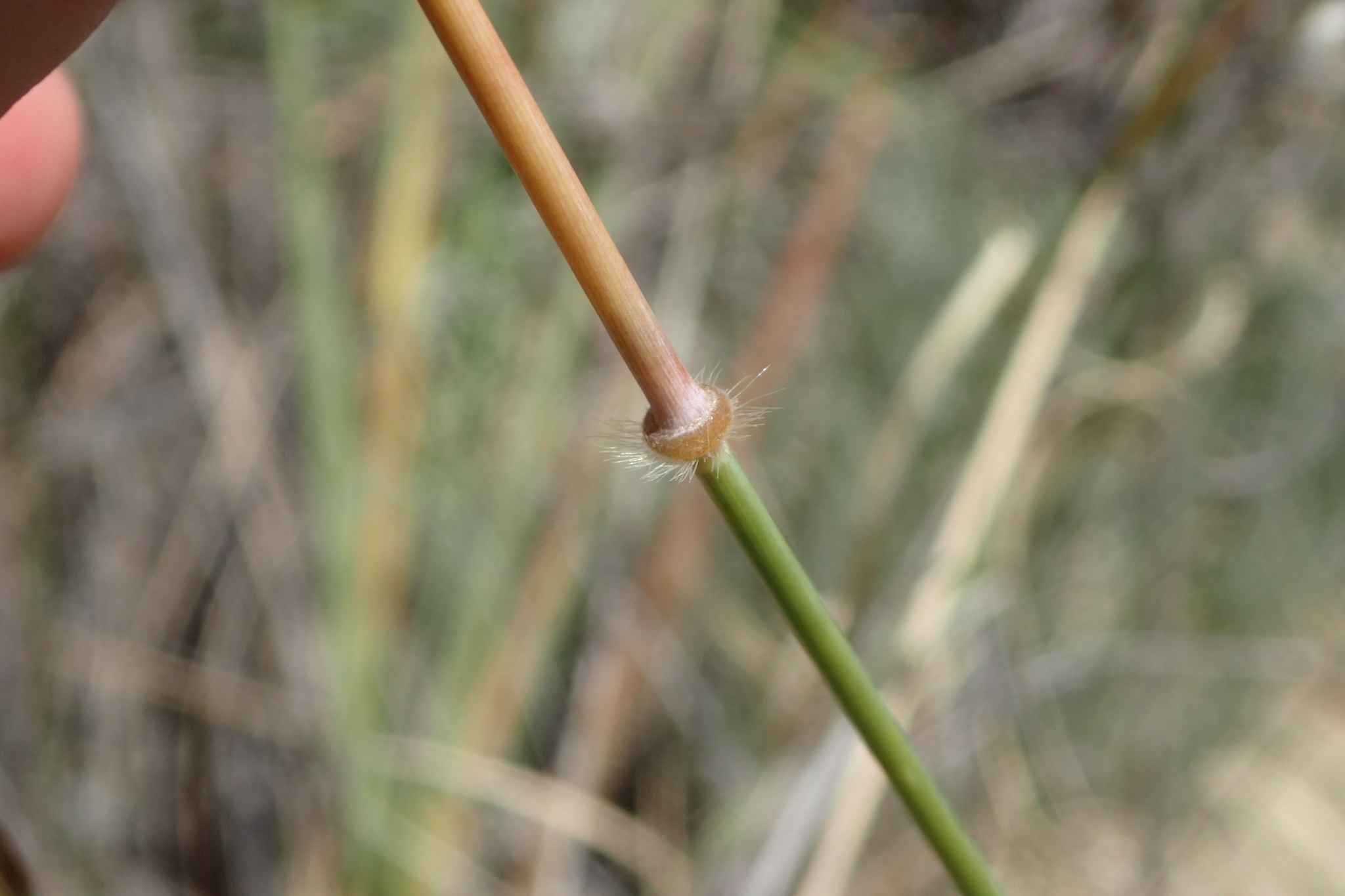 Loudetia simplex (Nees) C.E.Hubb.