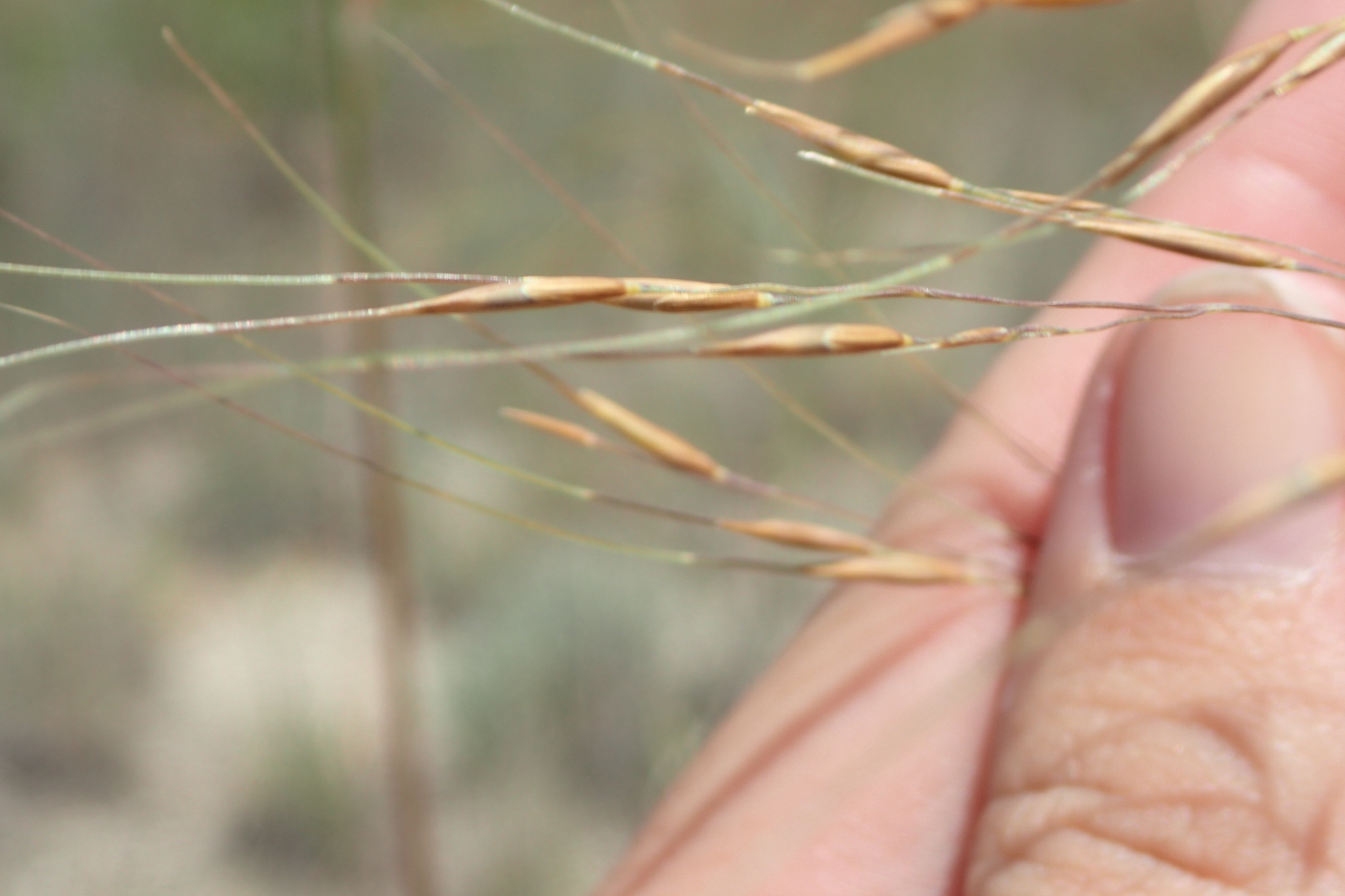 Loudetia simplex (Nees) C.E.Hubb.