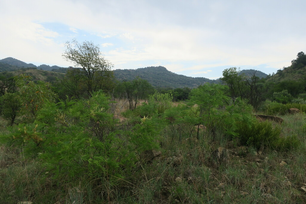 Elephantorrhiza praetermissa from Sekhukhune District Municipality ...
