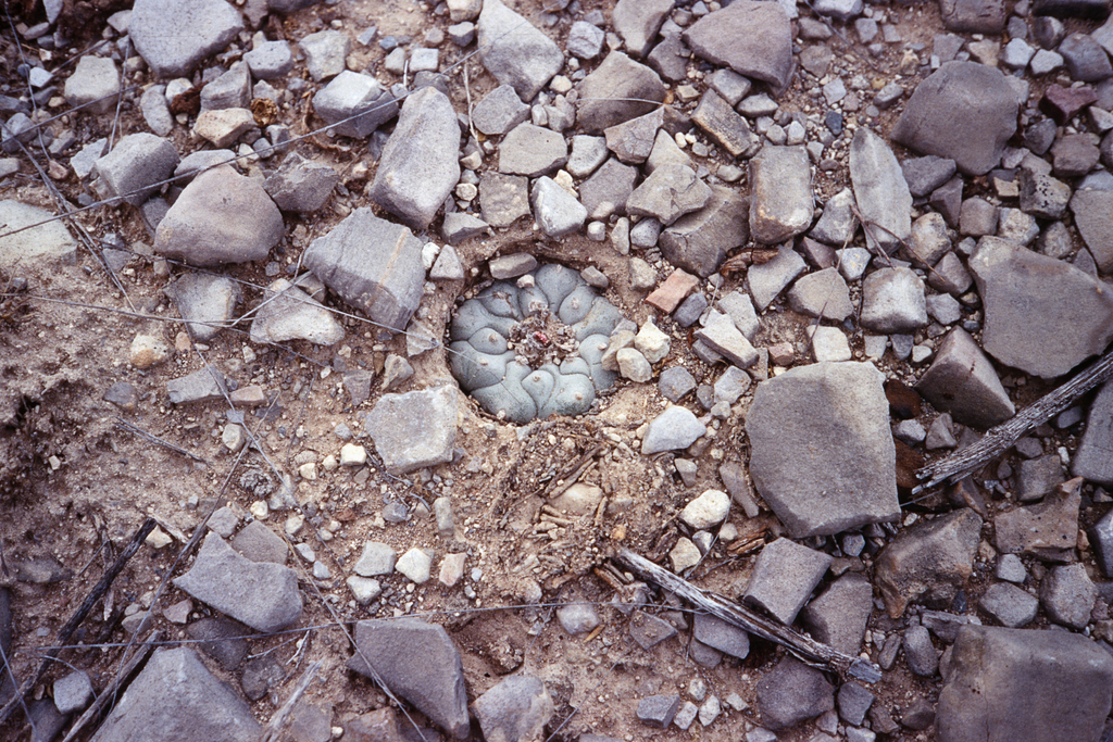 Peyote in March 1995 by Alessandro Mosco · iNaturalist