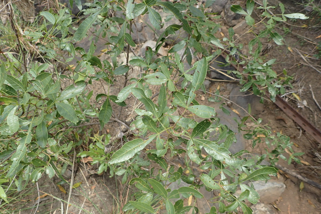 Sekhukhuni Karee from Sekhukhune District Municipality, South Africa on ...