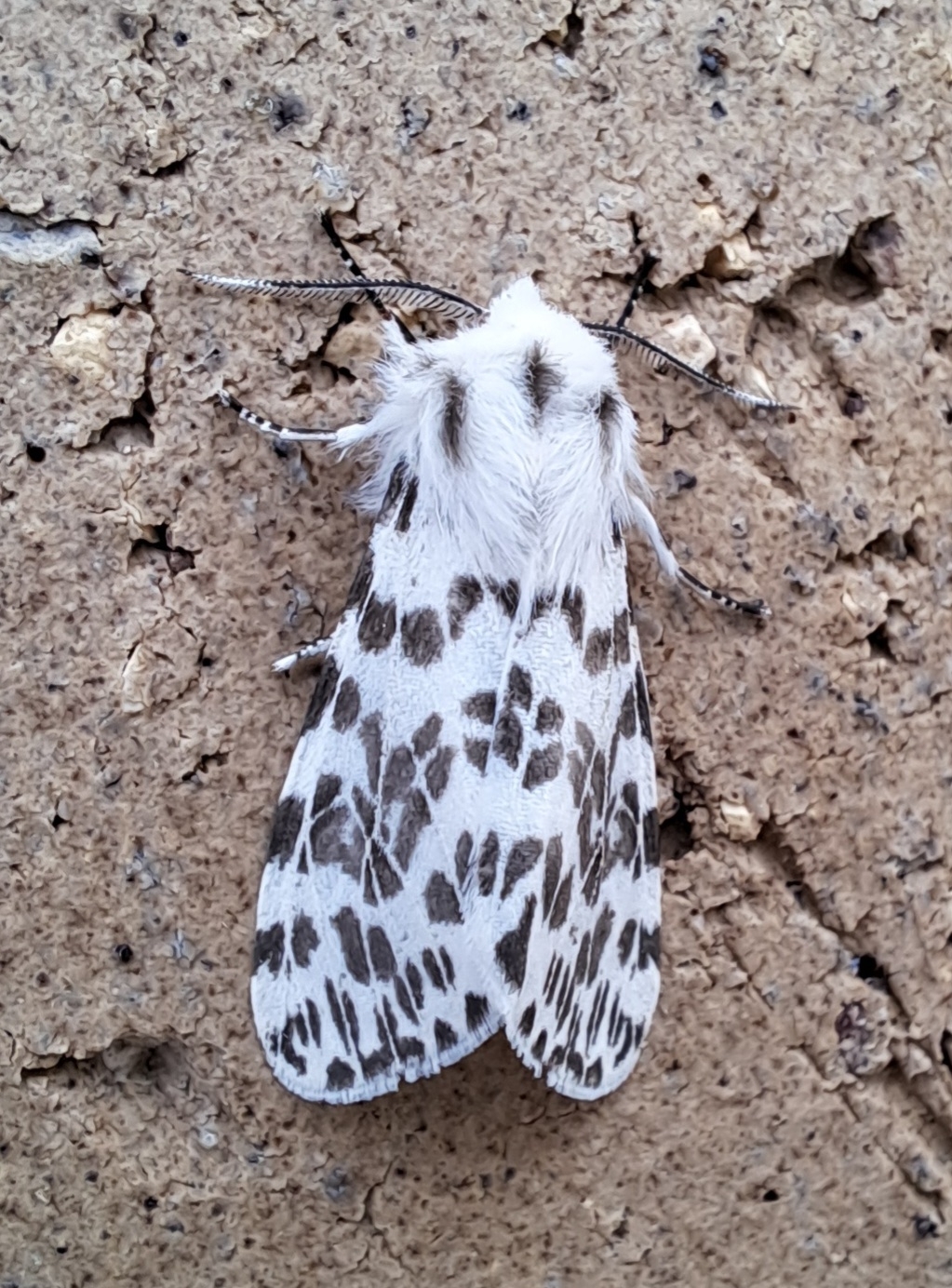 Hyphantria cunea Drury, 1773