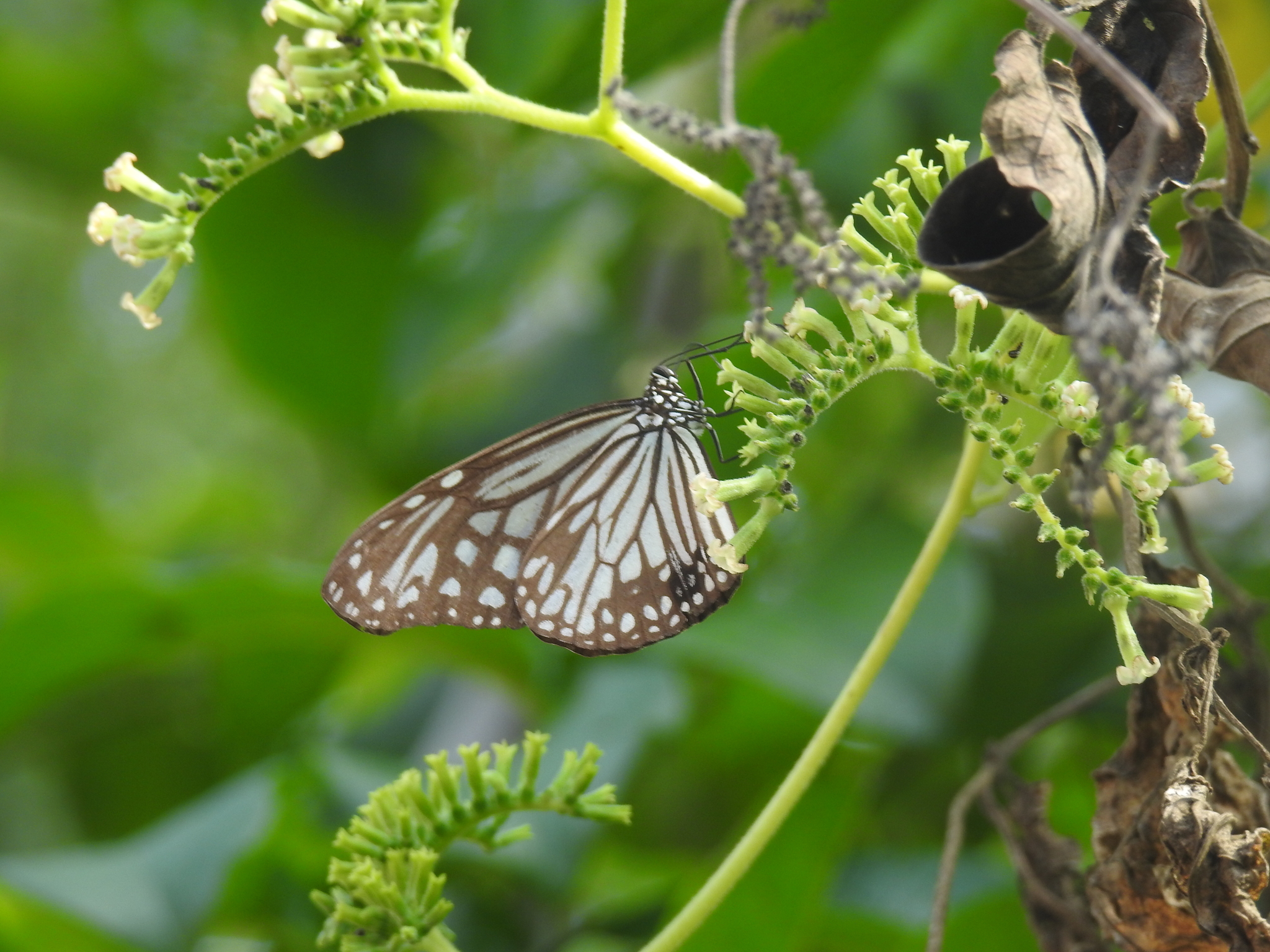 Parantica aglea maghaba (Fruhstorfer, 1909)