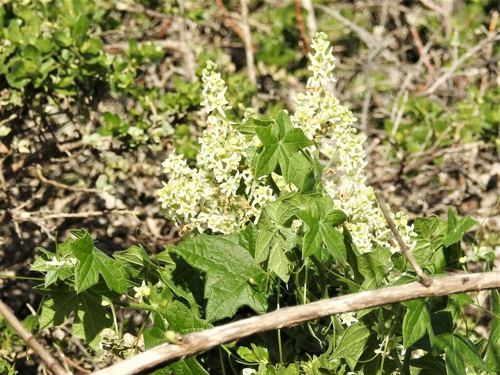 California manroot from Gerbode Valley on February 20, 2023 at 09:51 AM ...