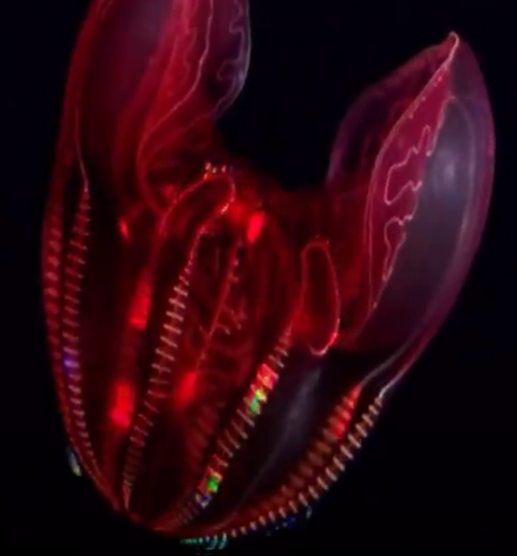 Bloodbelly Comb Jelly (Lampocteis cruentiventer)