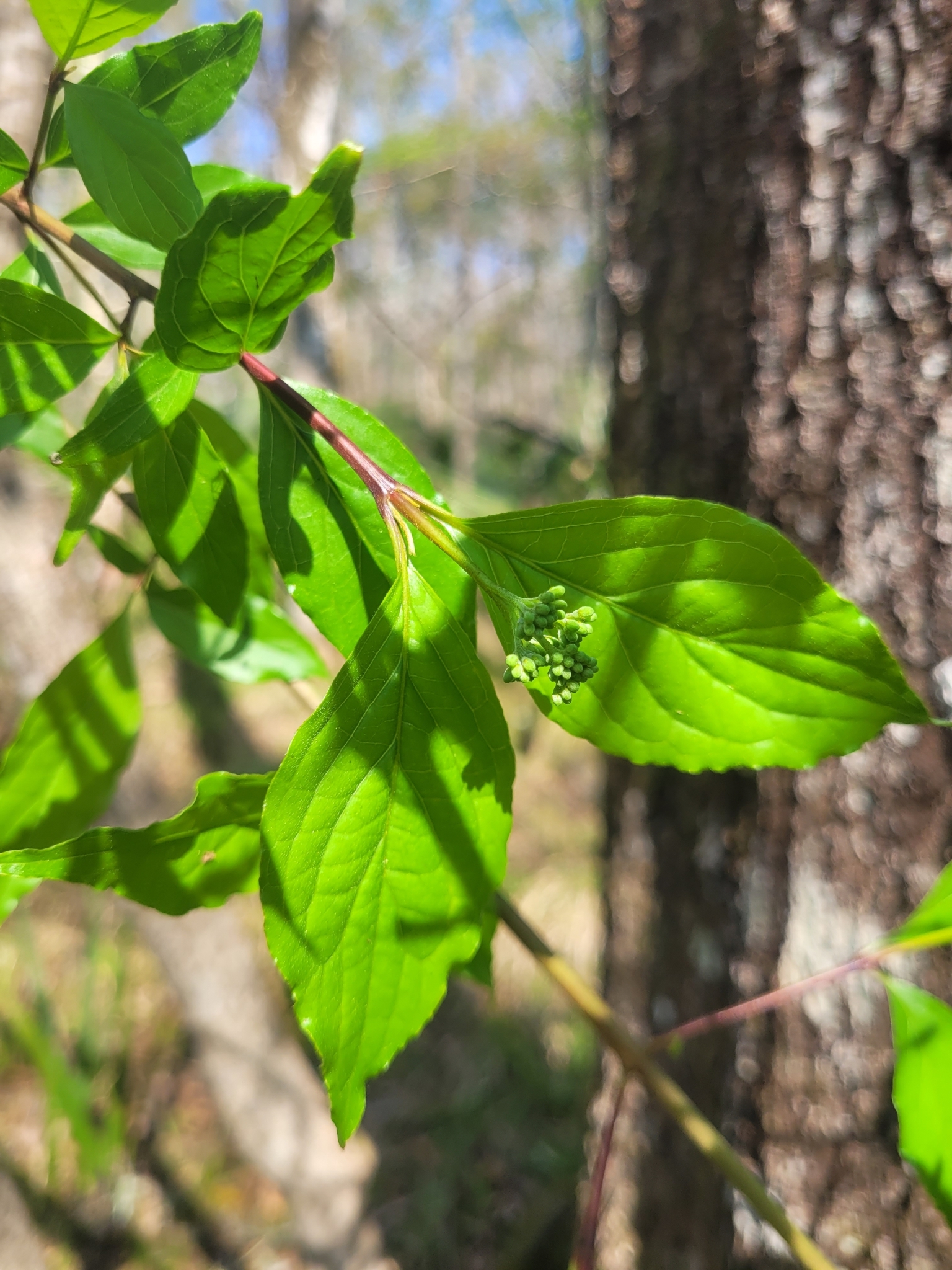 Cornus foemina Mill.