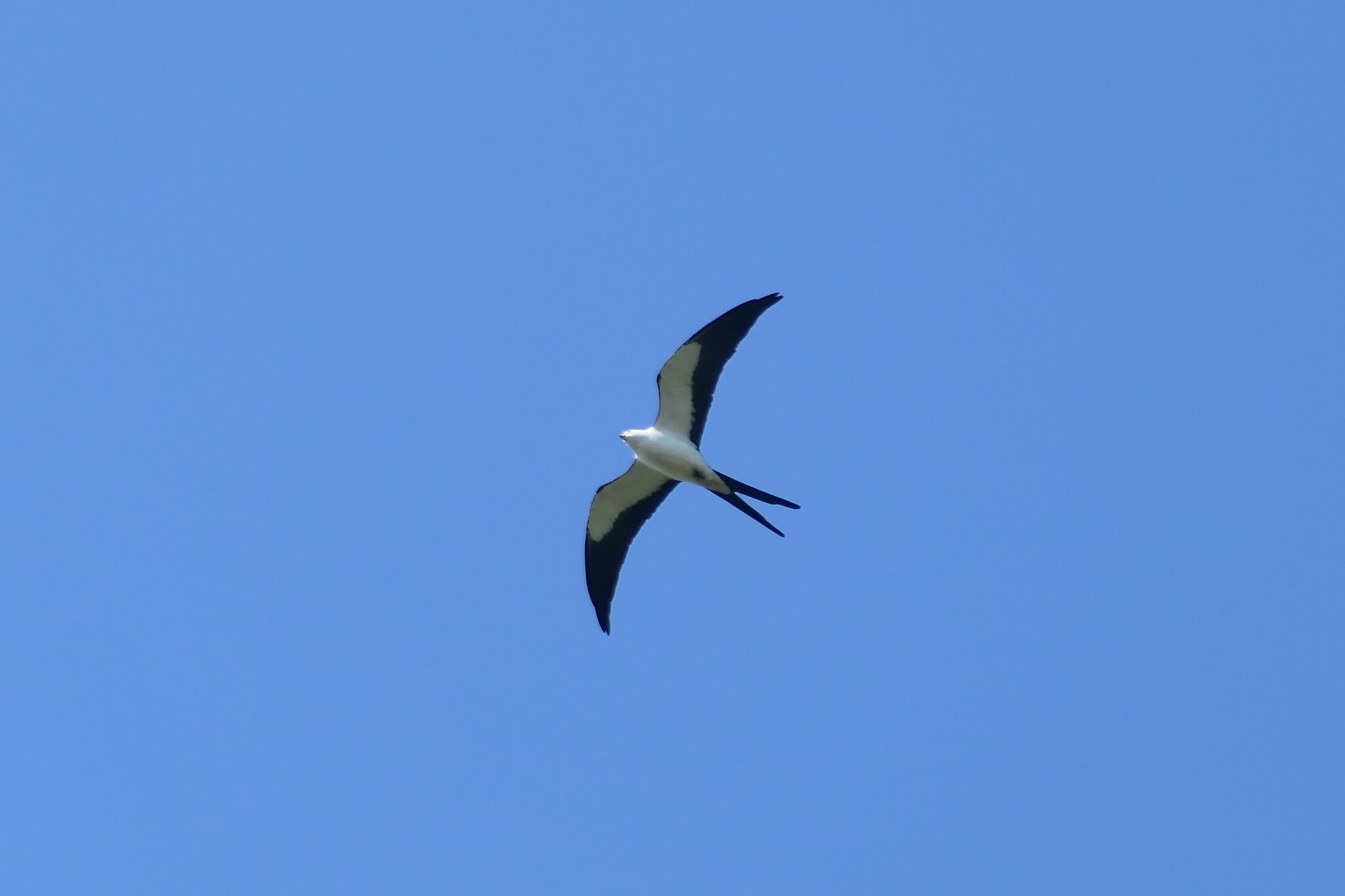 Elanoides forficatus (Linnaeus, 1758)