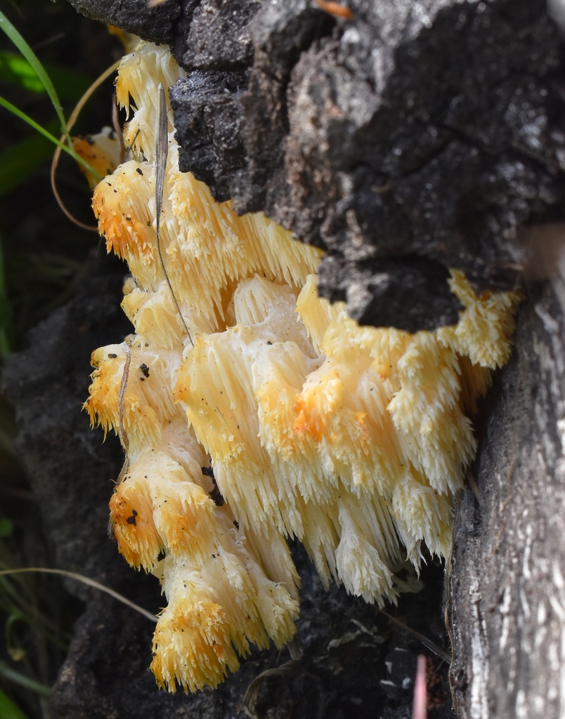 Coral tooth fungus from Aliso and Wood Canyons Orange County, CA, USA ...
