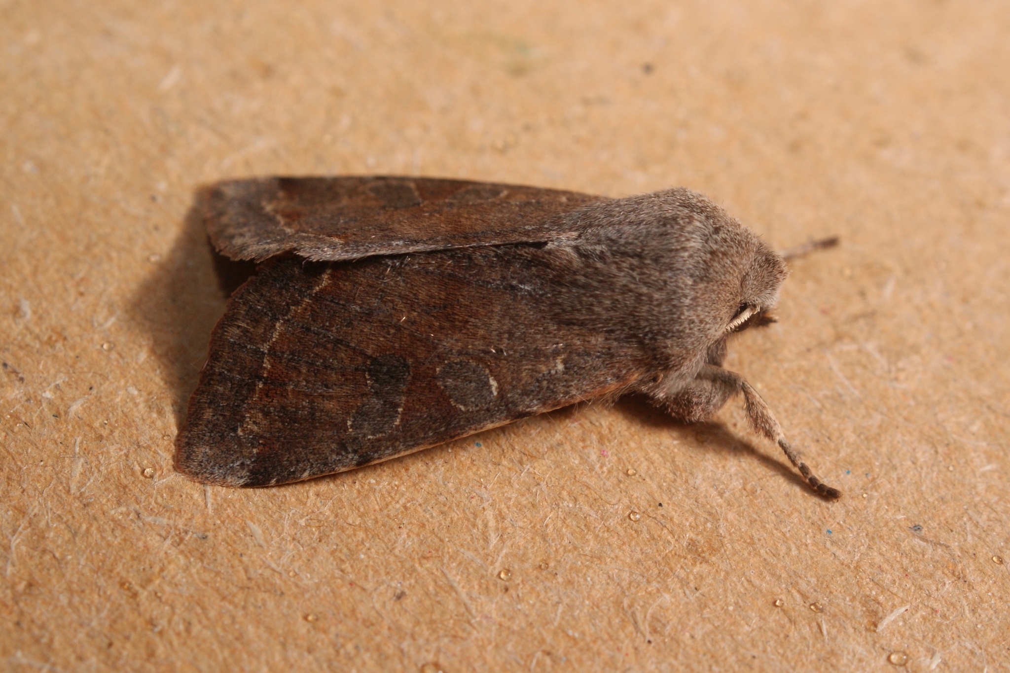 Orthosia incerta Hufnagel, 1766
